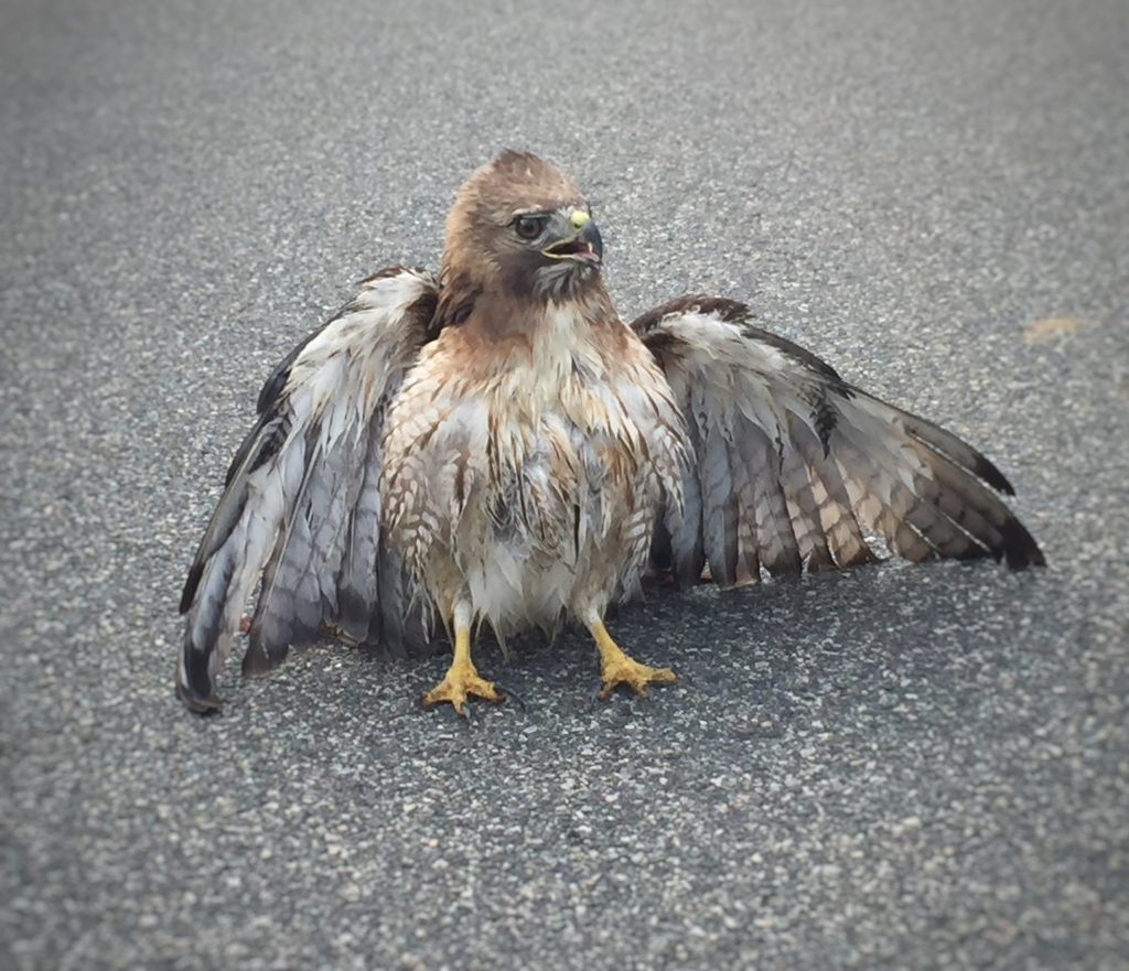 An Update on Red The BRC Hawk (and it’s a good update too ...